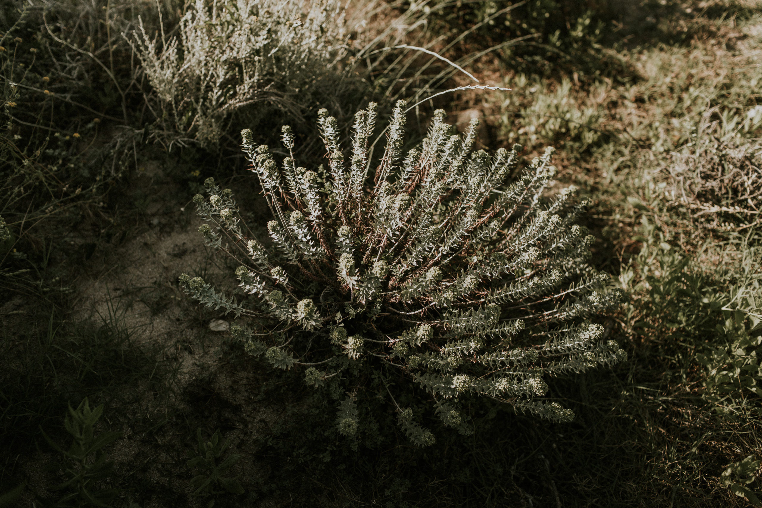 Photographe Mariage Corse - Reserve de Saparella - David Maire